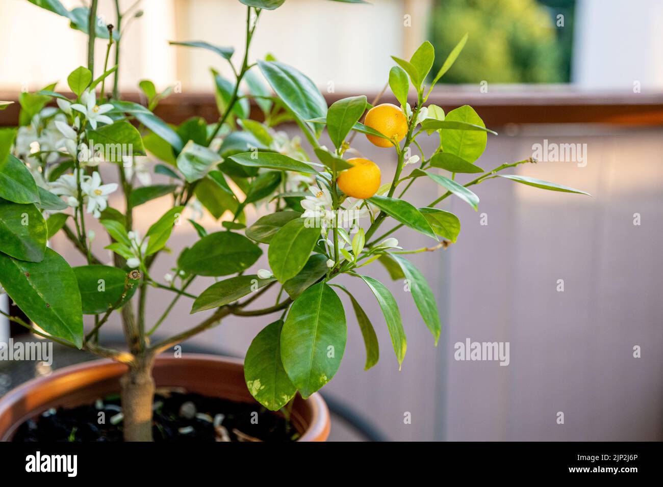 A closeup of mandarin orange (Citrus reticulata) tree growing in a pot ...