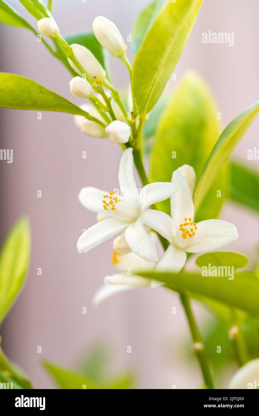 A vertical closeup of a mandarin orange (Citrus reticulata) tree with ...