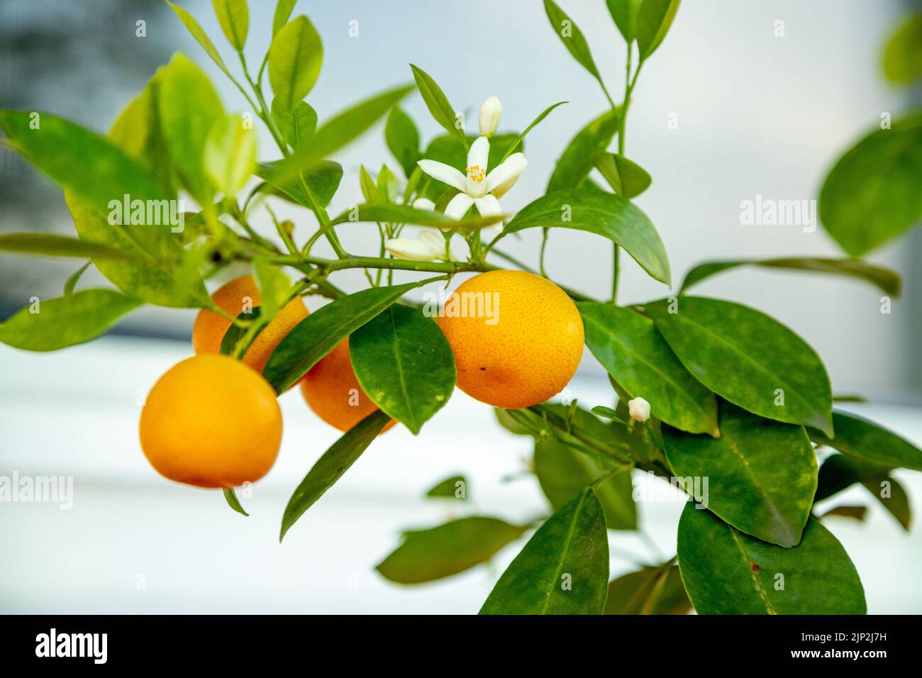 A closeup of a tree of mandarin oranges (Citrus reticulata) and ...