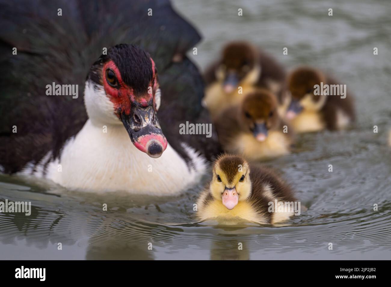 A view of beautiful ducklings and a mother duck swimming in the water ...