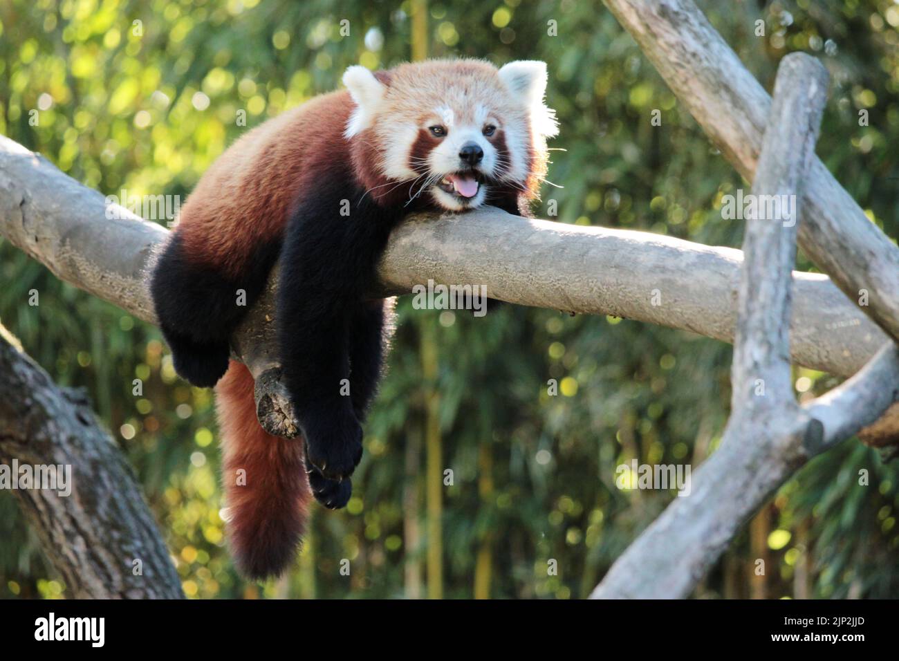 A cute red panda is relaxing and sleeping on a tree during the summer ...