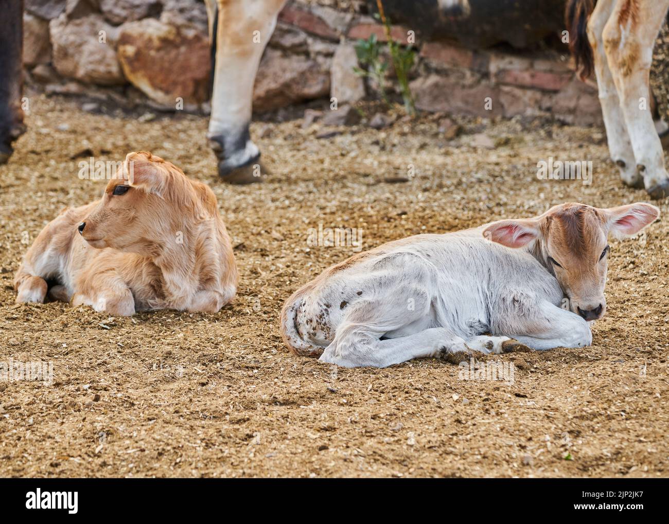 Adorable calf in the meadow resting concept of rural farm life Stock ...