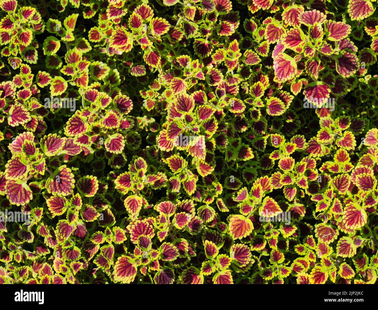 Scarlet and gold Coleus ground cover perfect for graphic design and ...