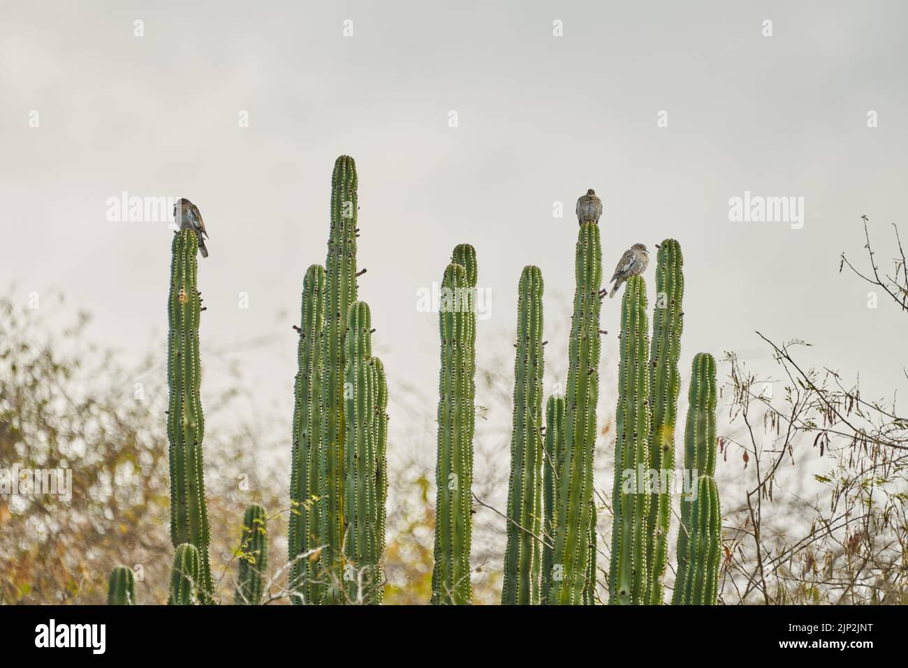 Dove sitting on cactus hi-res stock photography and images - Alamy