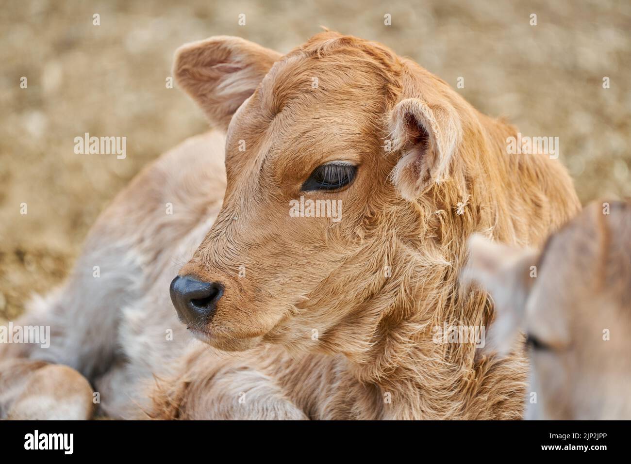 Adorable calf in the meadow resting concept of rural farm life Stock ...