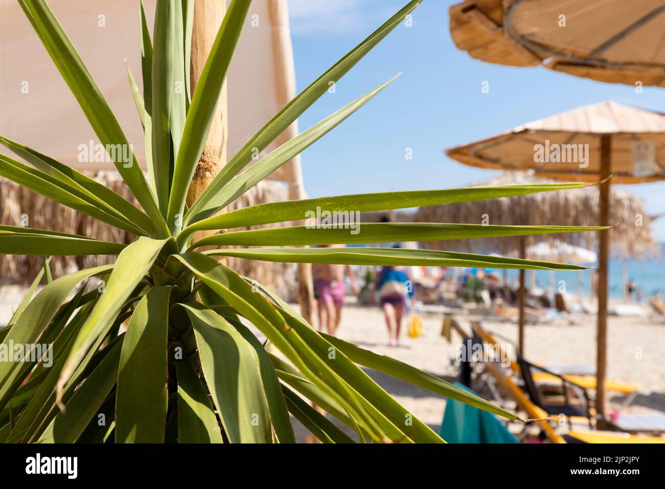Decorative palm tree at the beach bar with umbrellas in the background ...