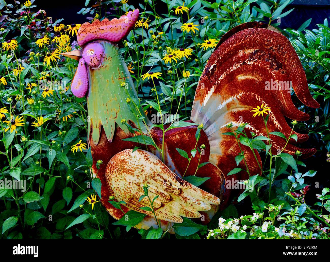 A colorful metal rooster surrounded by Rudbeckia in a garden Stock ...