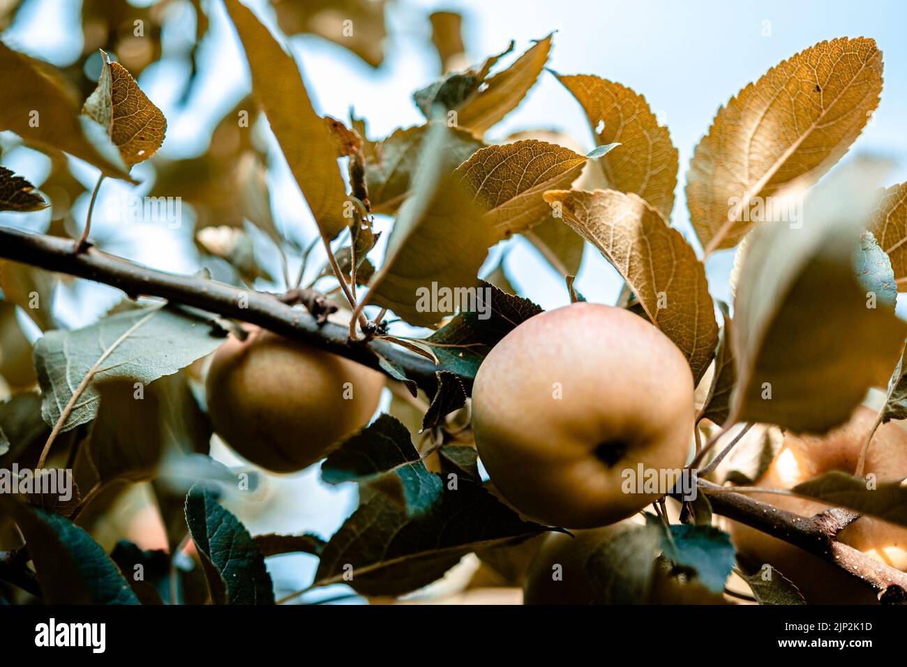 Apple tree in the garden with sun between the leaves Stock Photo - Alamy