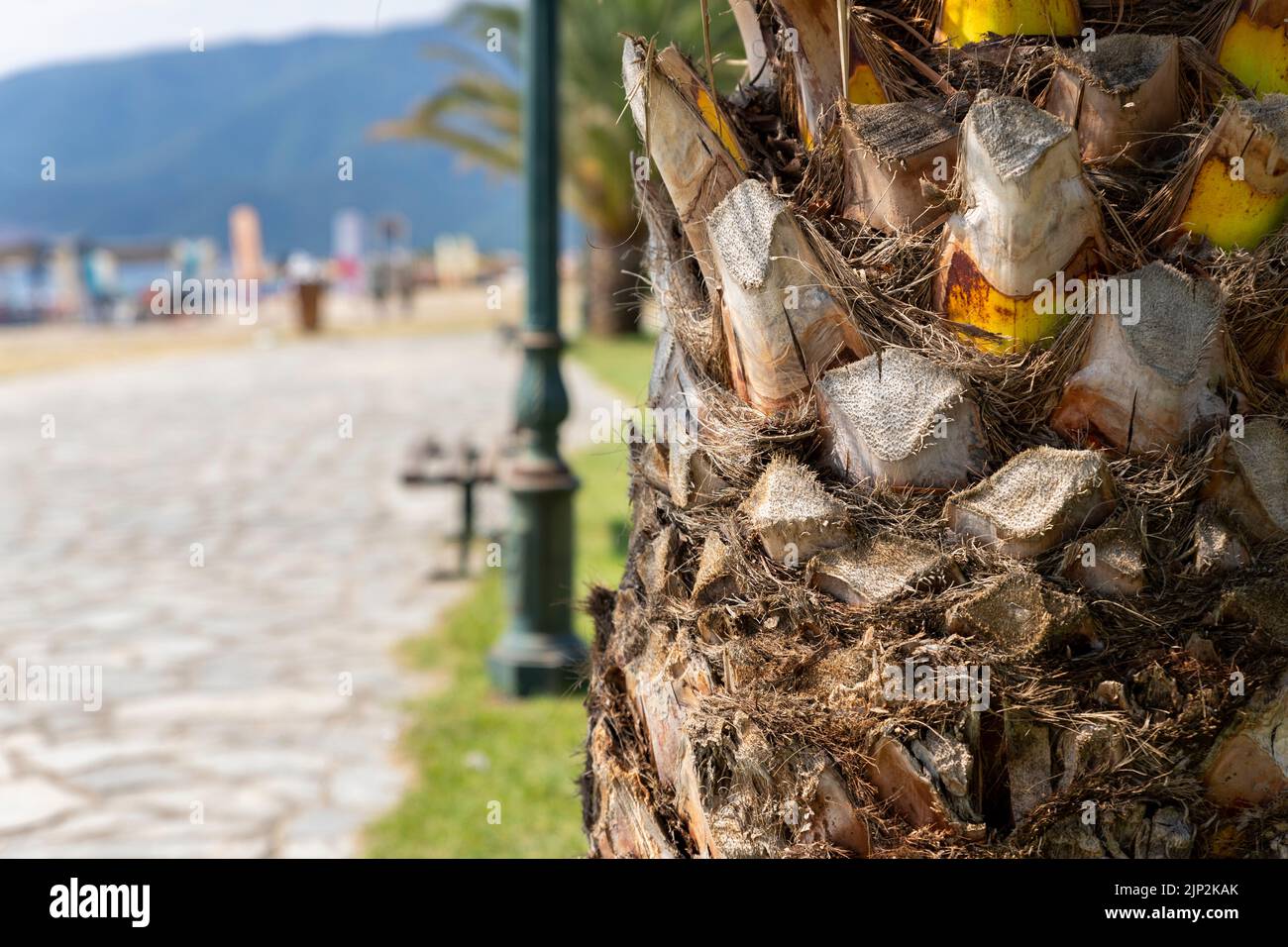 Bark of a palm tree close up. With empty space for text or logo Stock ...