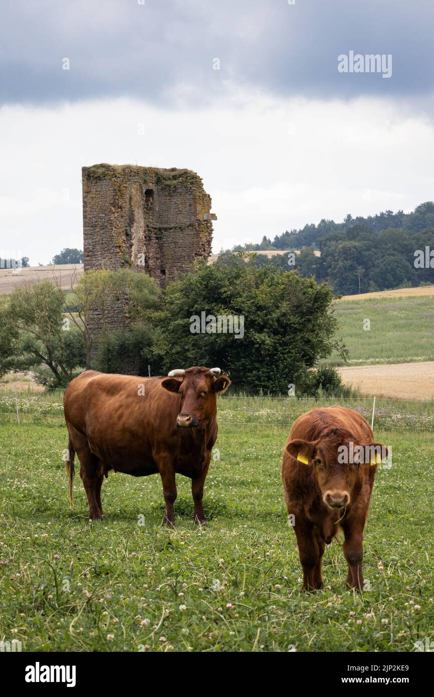 A vertical shot of cows or Bos Taurus on the pasture on the background ...