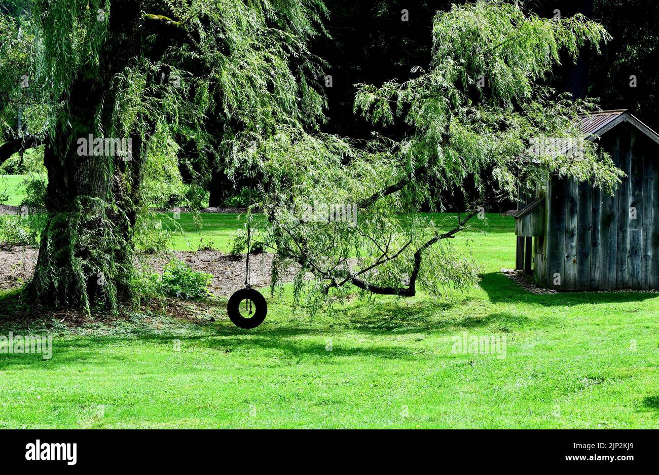Weeping wing hi-res stock photography and images - Alamy