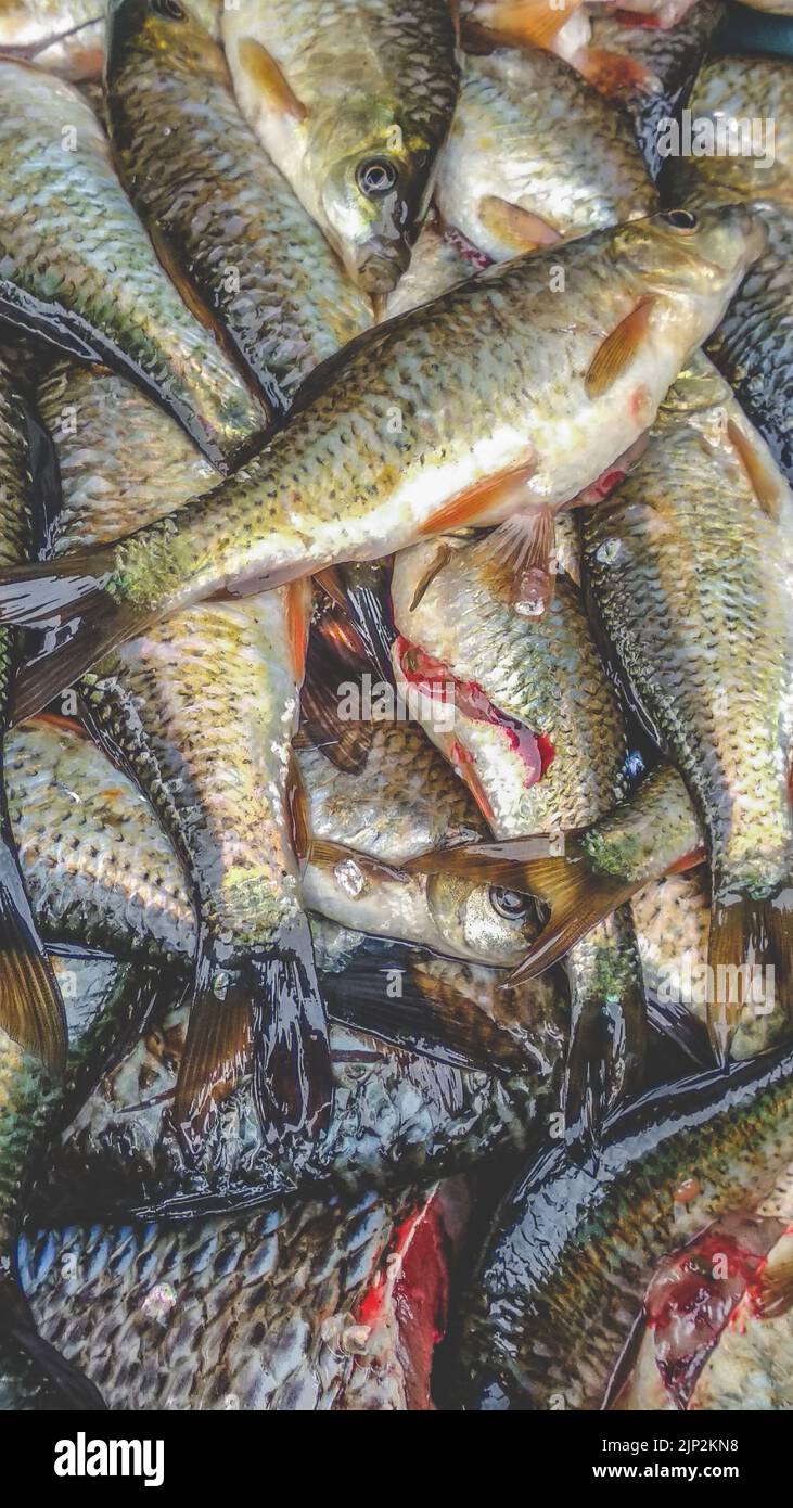 A vertical closeup shot of a bunch of dead bloody fish Stock Photo - Alamy