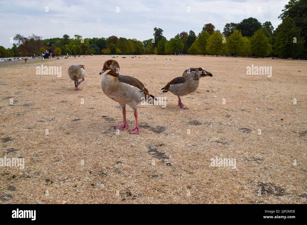 London, UK. 15th August 2022. Egyptian geese struggle to find grass to ...