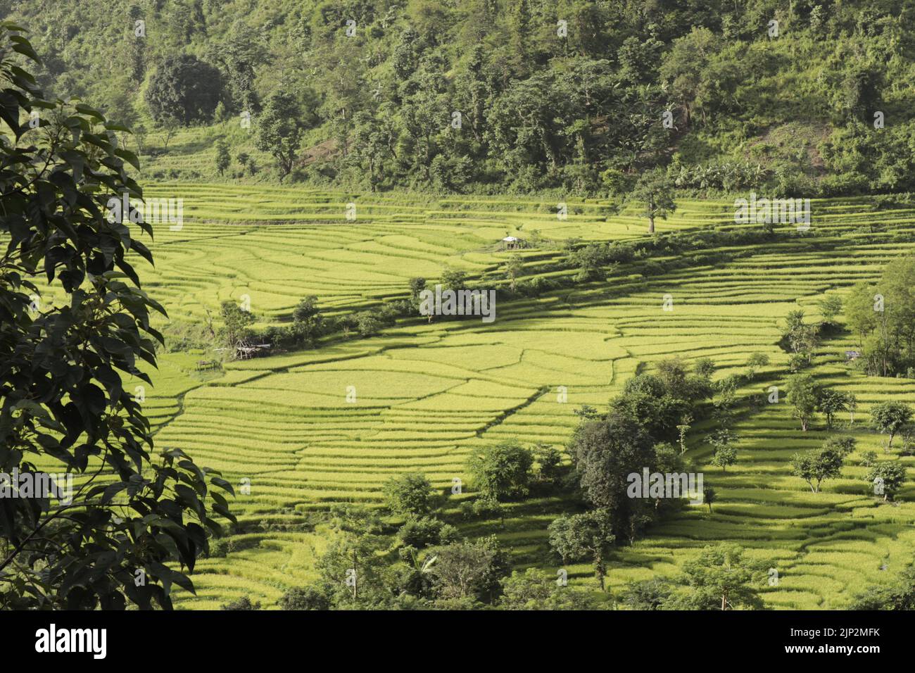 The beautiful countryside landscape with fields and green trees Stock ...