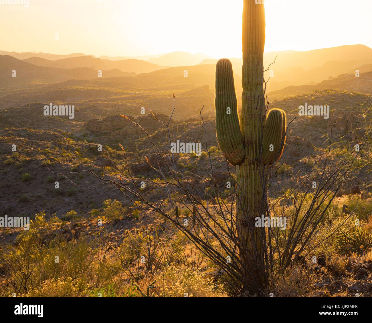 Golden field of cactus hi-res stock photography and images - Alamy