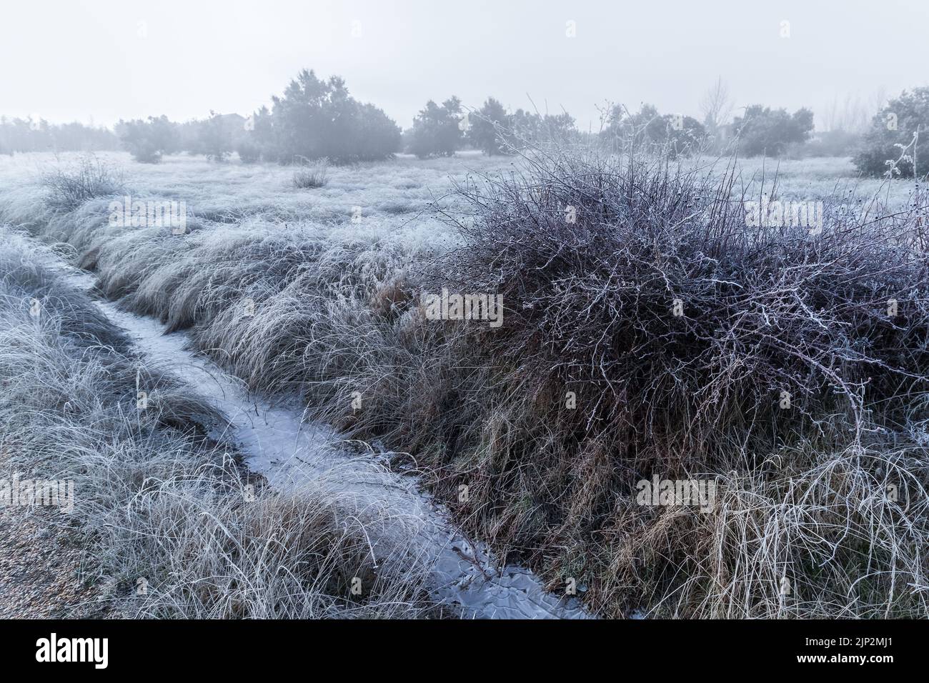 Field landscape totally frozen by ice in winter, plants with dew and ...