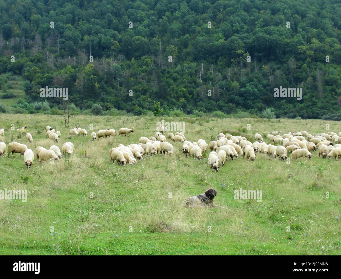 Sheepdogs are traditionally used in Romania to guard sheep against the ...