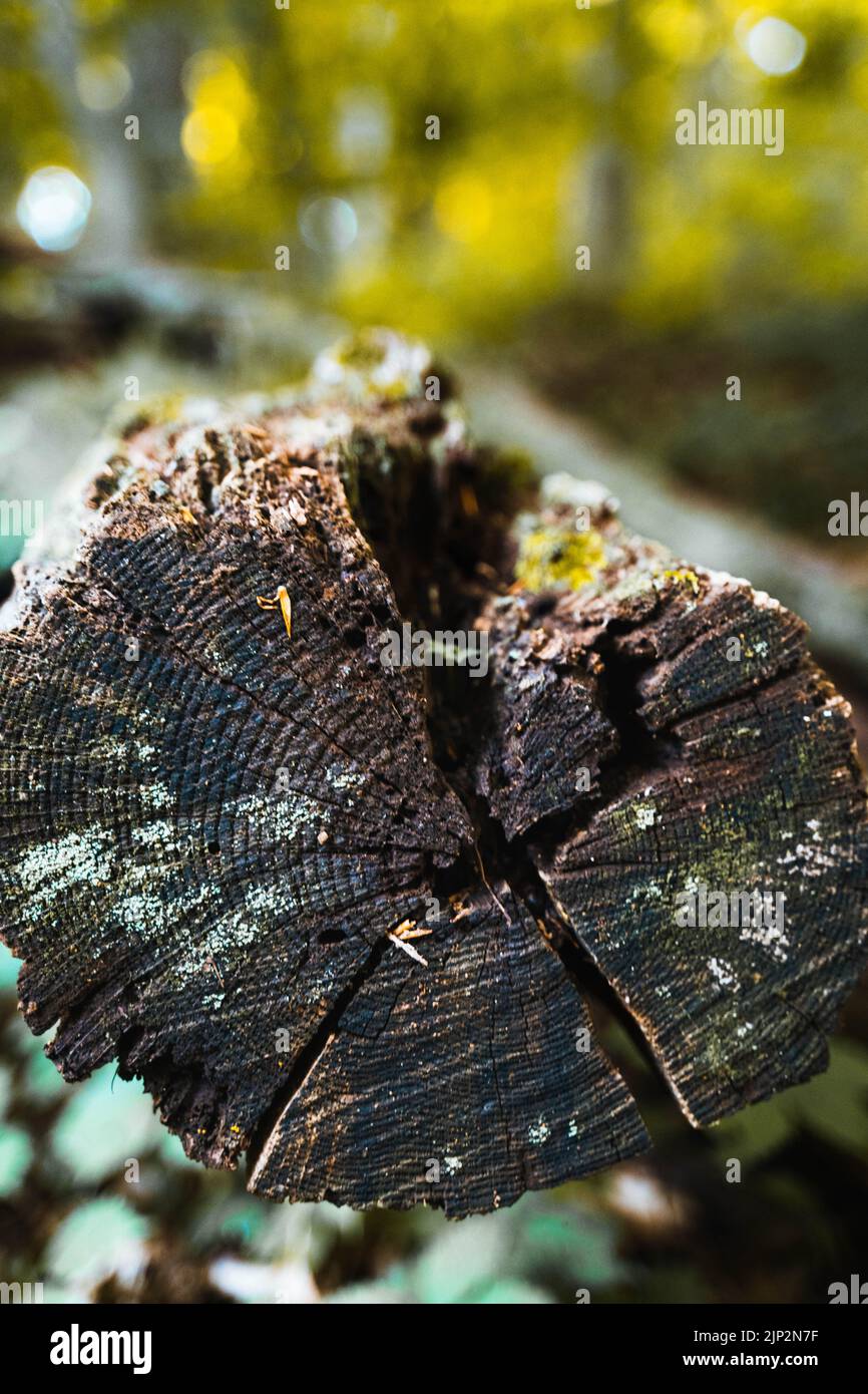A vertical shot of mosh on an old tree log on a blurred background ...