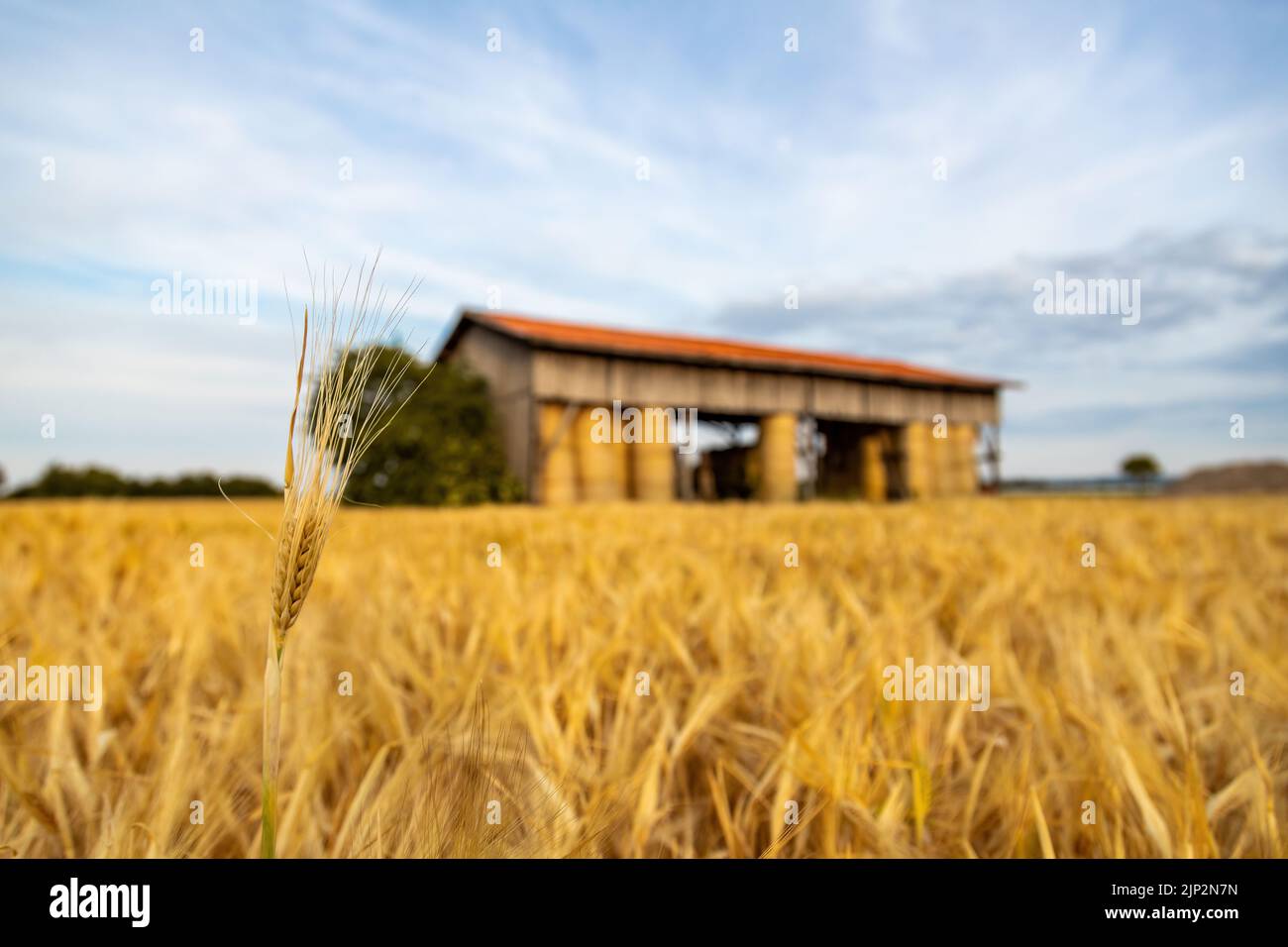 Selective focus shot of golden ear of wheat, blurred summer wheat field ...