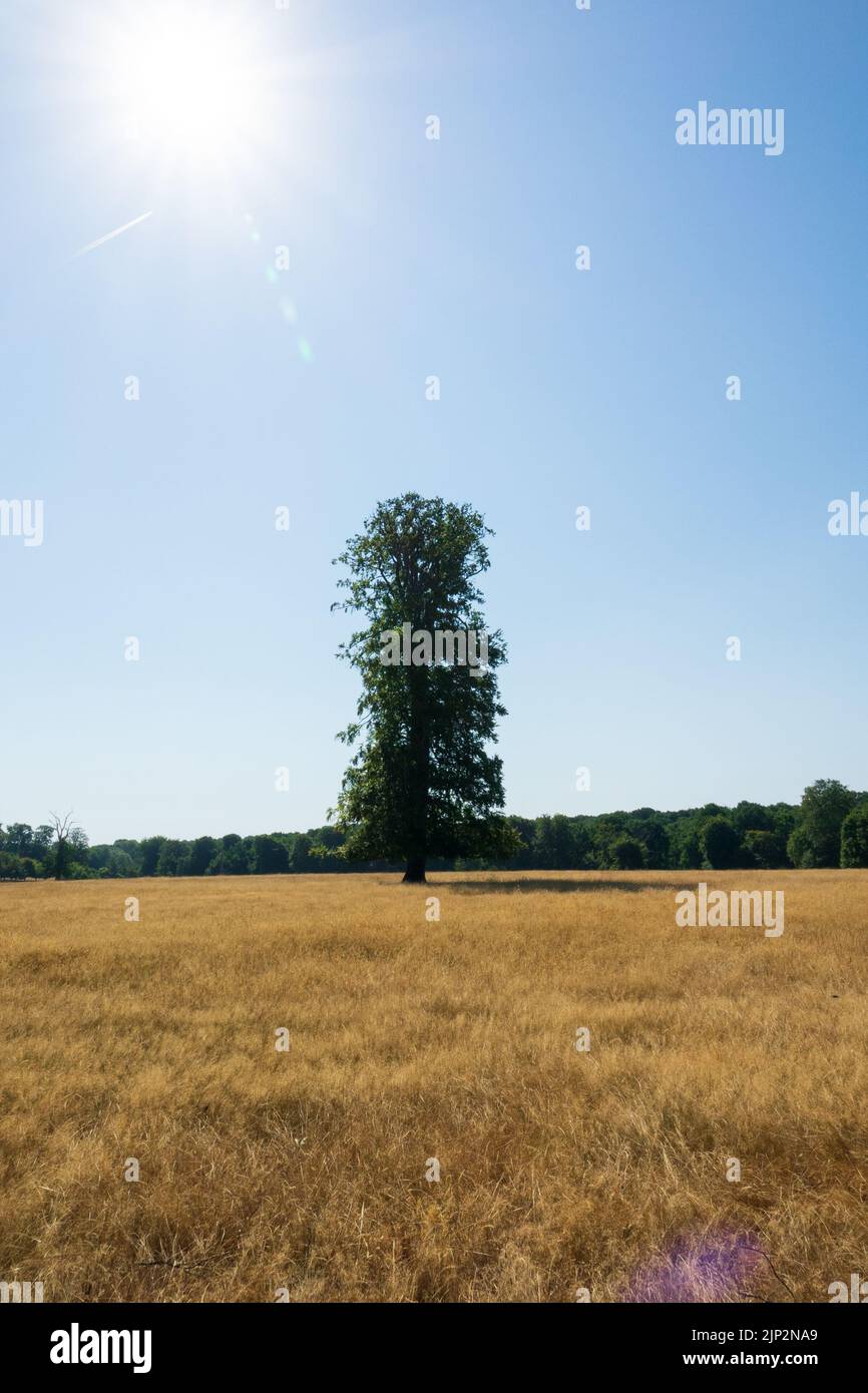 drought dry parched field Stock Photo - Alamy