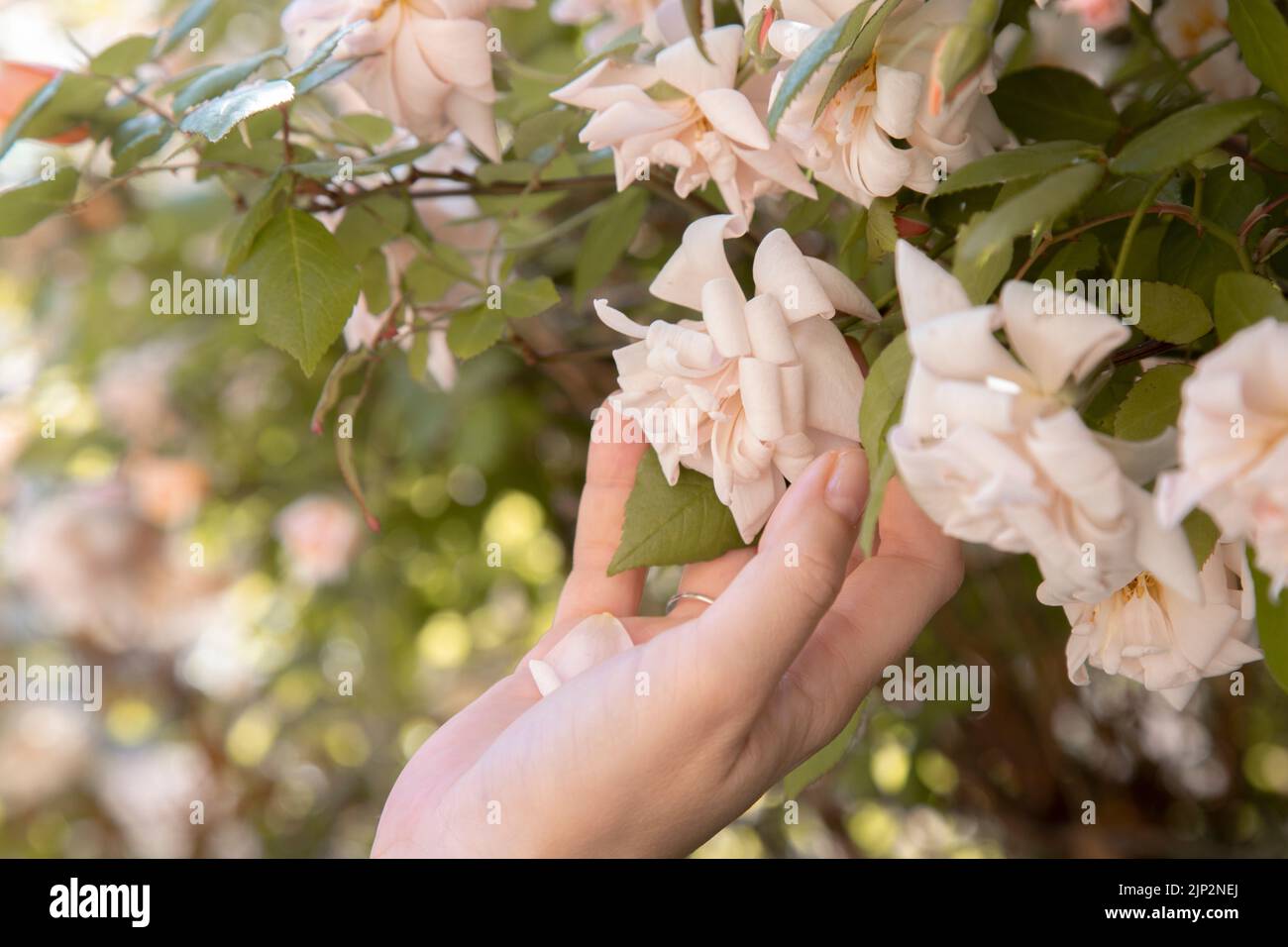 A closeup of a hand touching a white rose in sunlight Stock Photo - Alamy