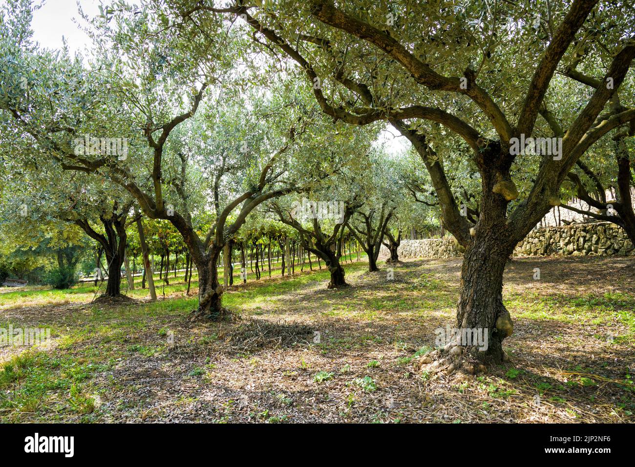 olive tree, olive grove, olive trees, olive groves, olives Stock Photo ...