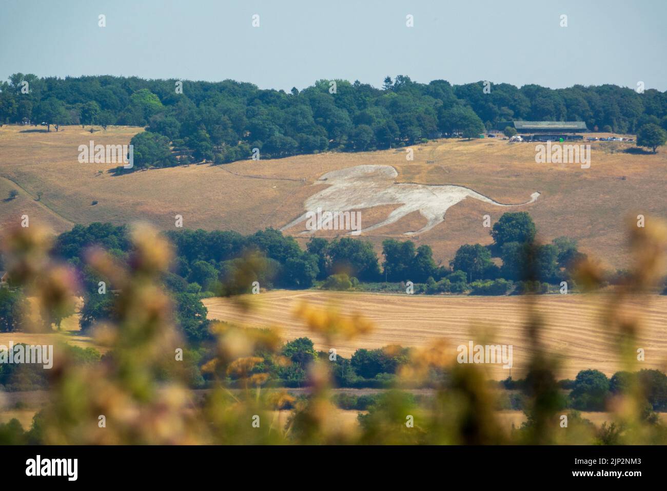 Dunstable Downs Whipsnade Lion Stock Photo - Alamy