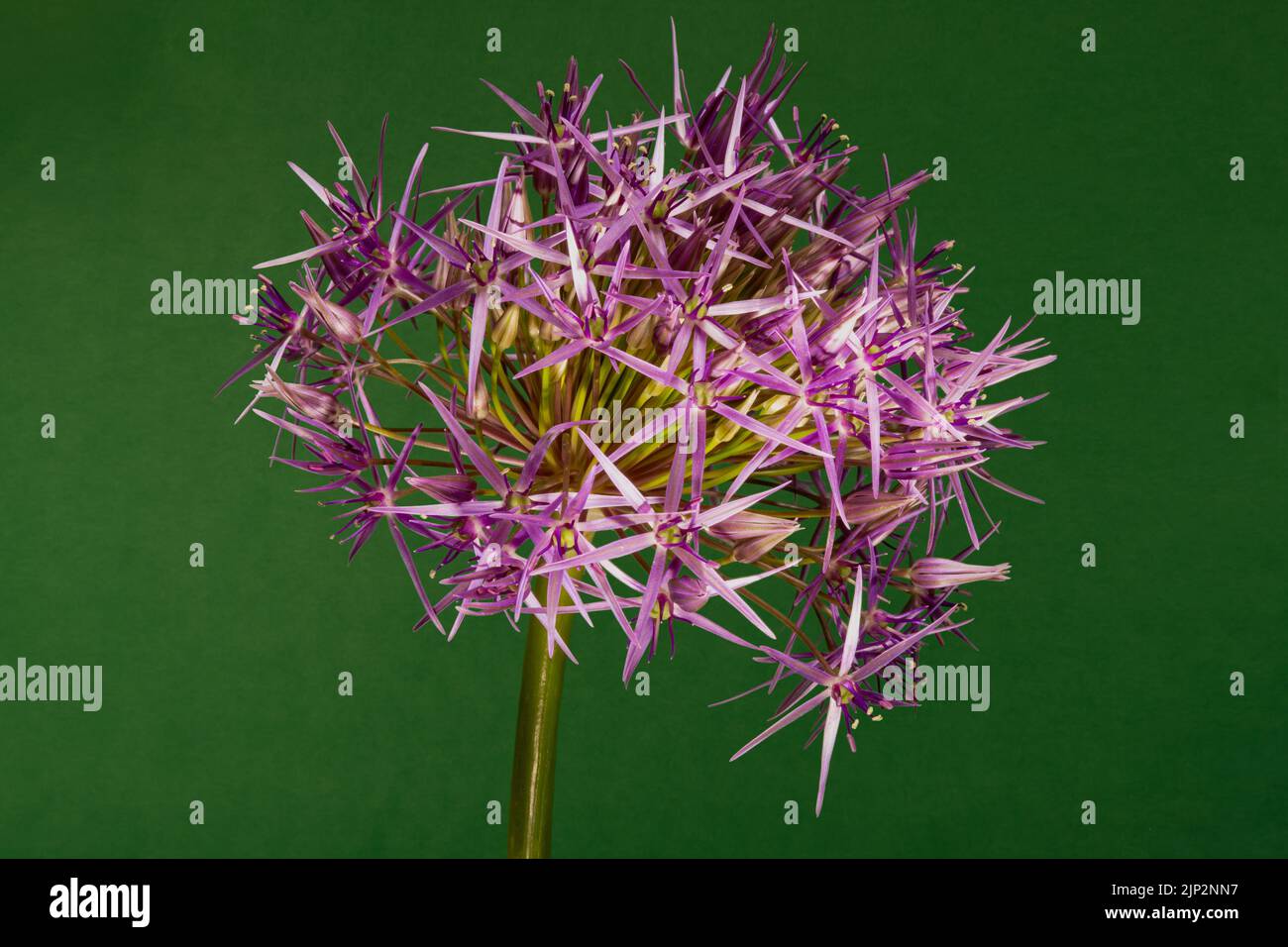 A closeup of allium nutans (Siberian chives, Blue chives) on a green ...