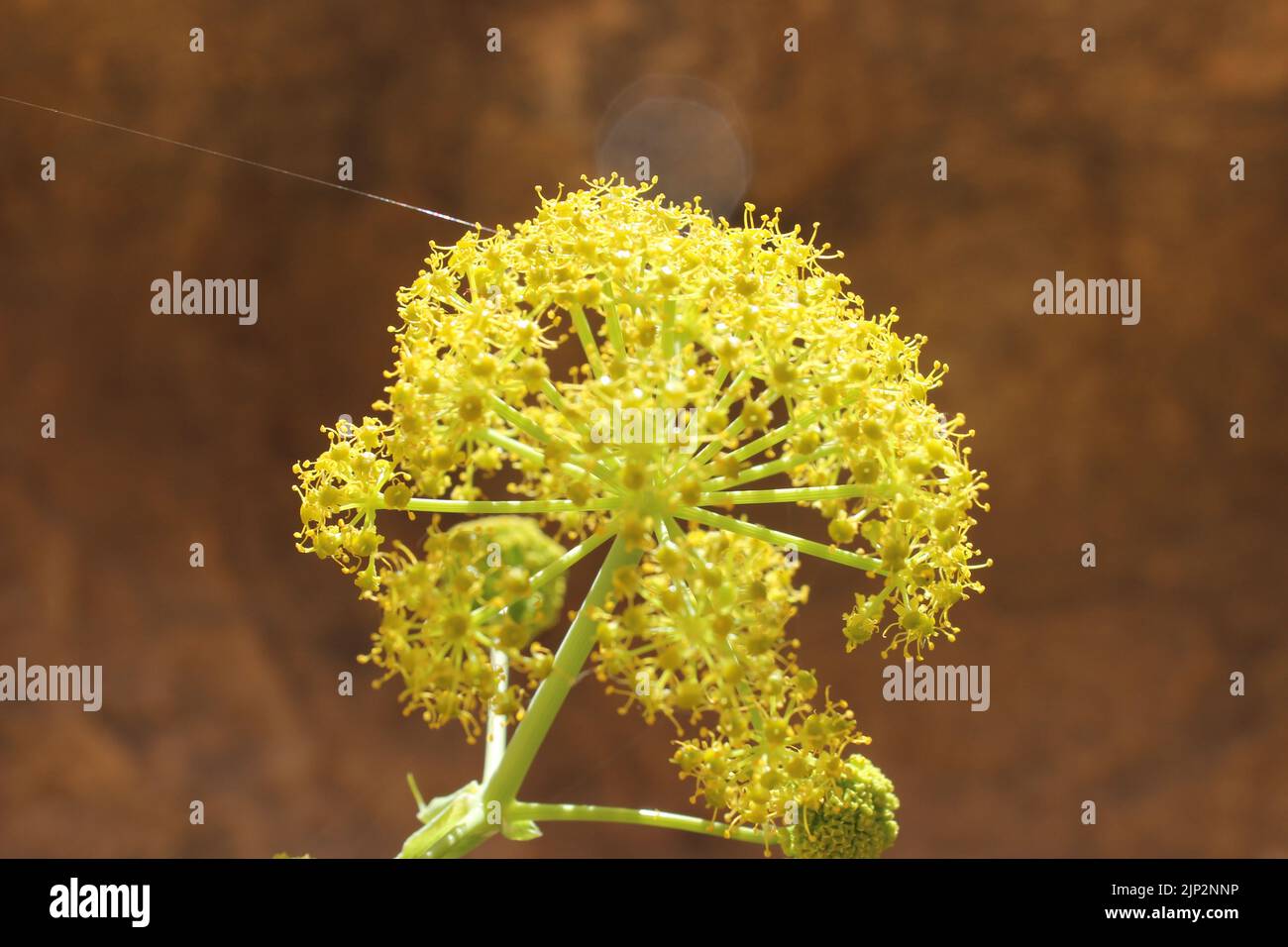 A closeup of Thapsia villosa flowers growing in sunlight Stock Photo ...