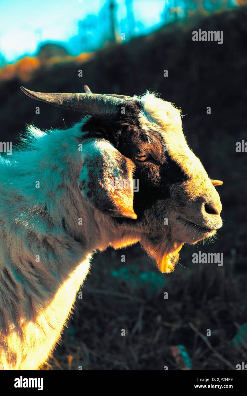 A vertical side portrait of a goat during golden hour Stock Photo - Alamy