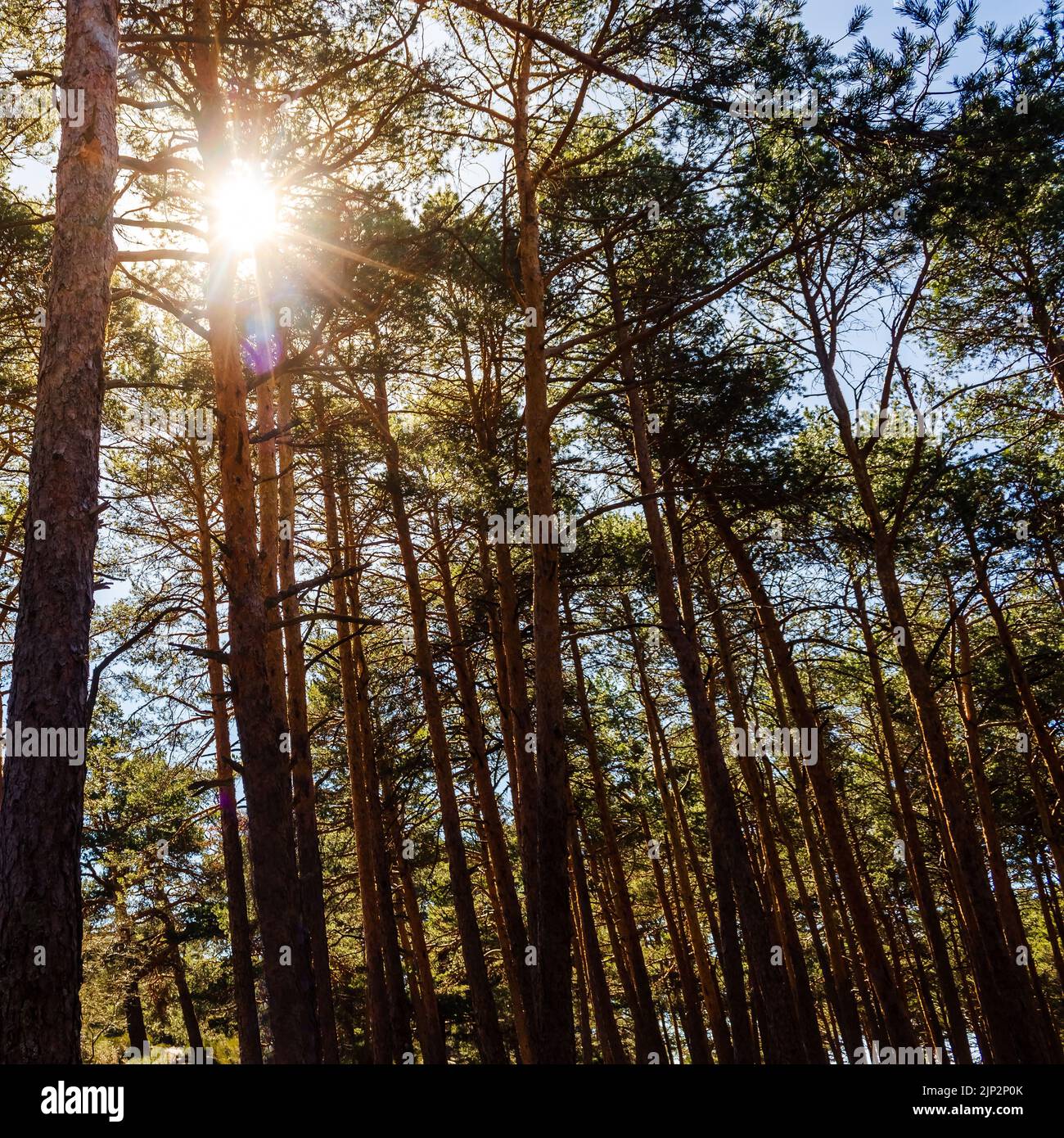 Very tall pine trees with sun rays coming out behind and blue sky. In ...