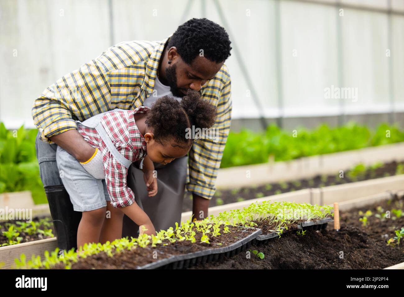 farmer family concept. black african father teaching child to plant ...
