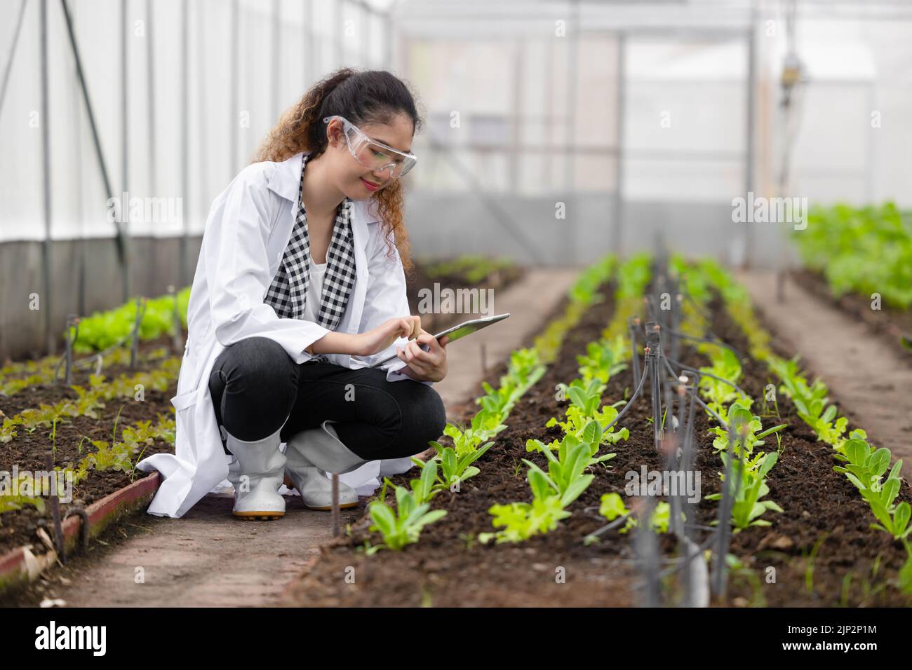 Scientist woman researcher staff worker collecting study plant ...