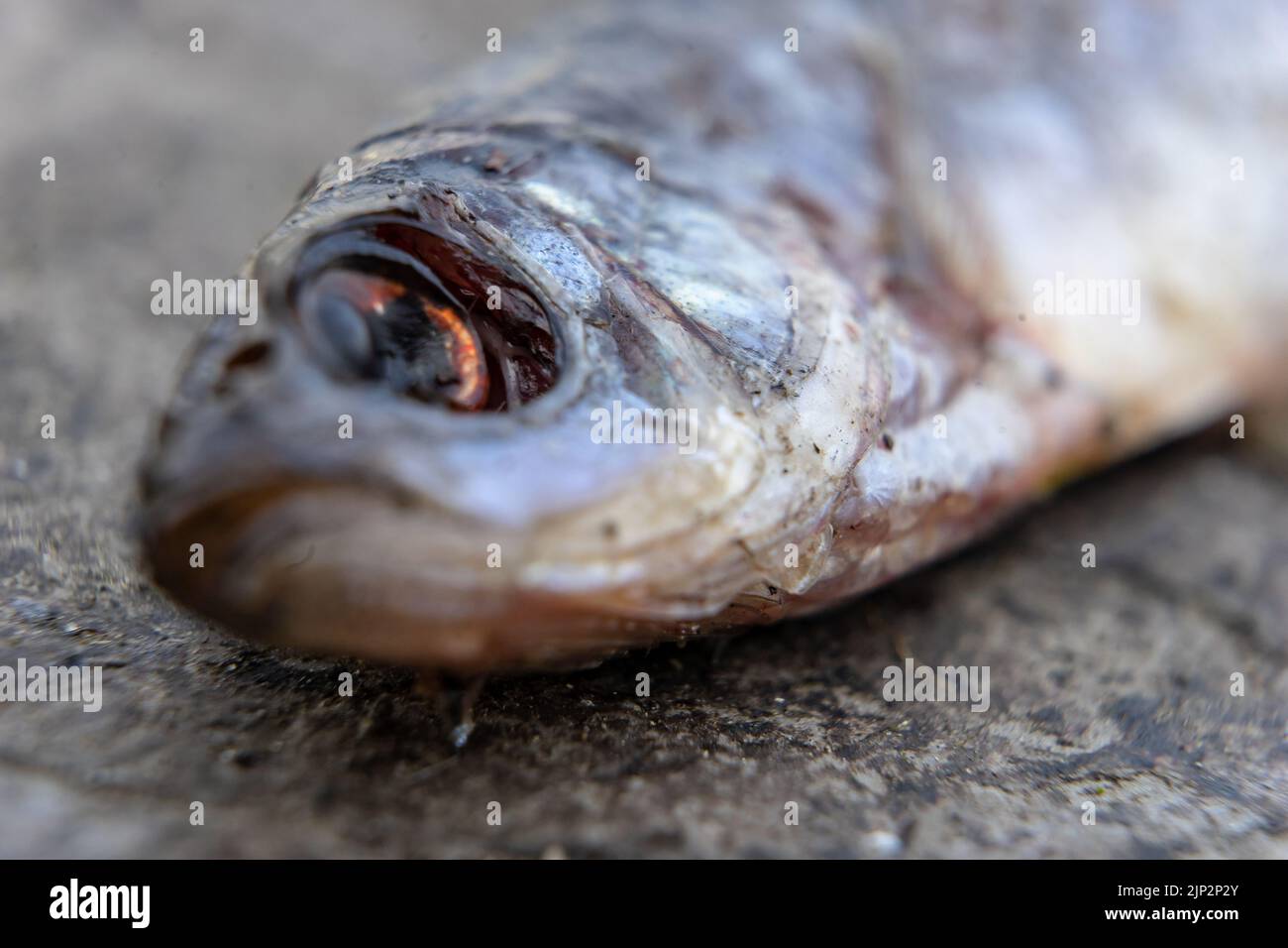 Dead fish lying on ground hi-res stock photography and images - Alamy