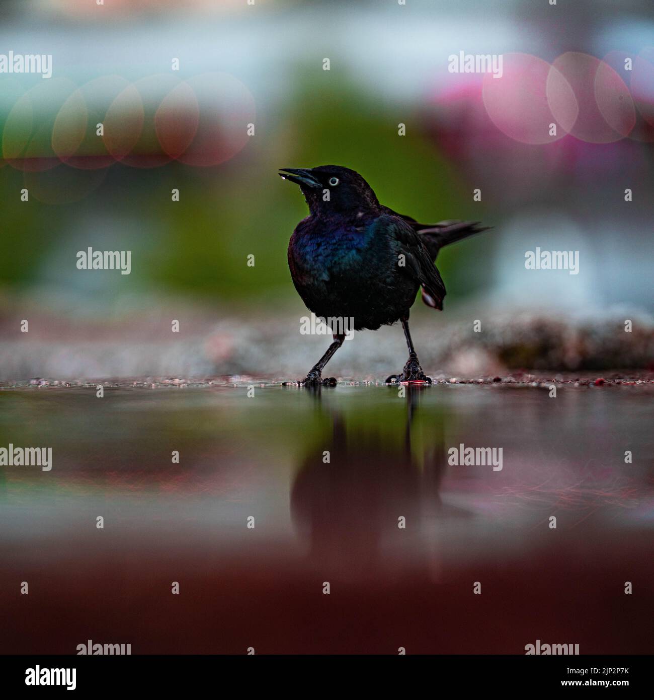 A blackbird with its reflection on the surface Stock Photo - Alamy