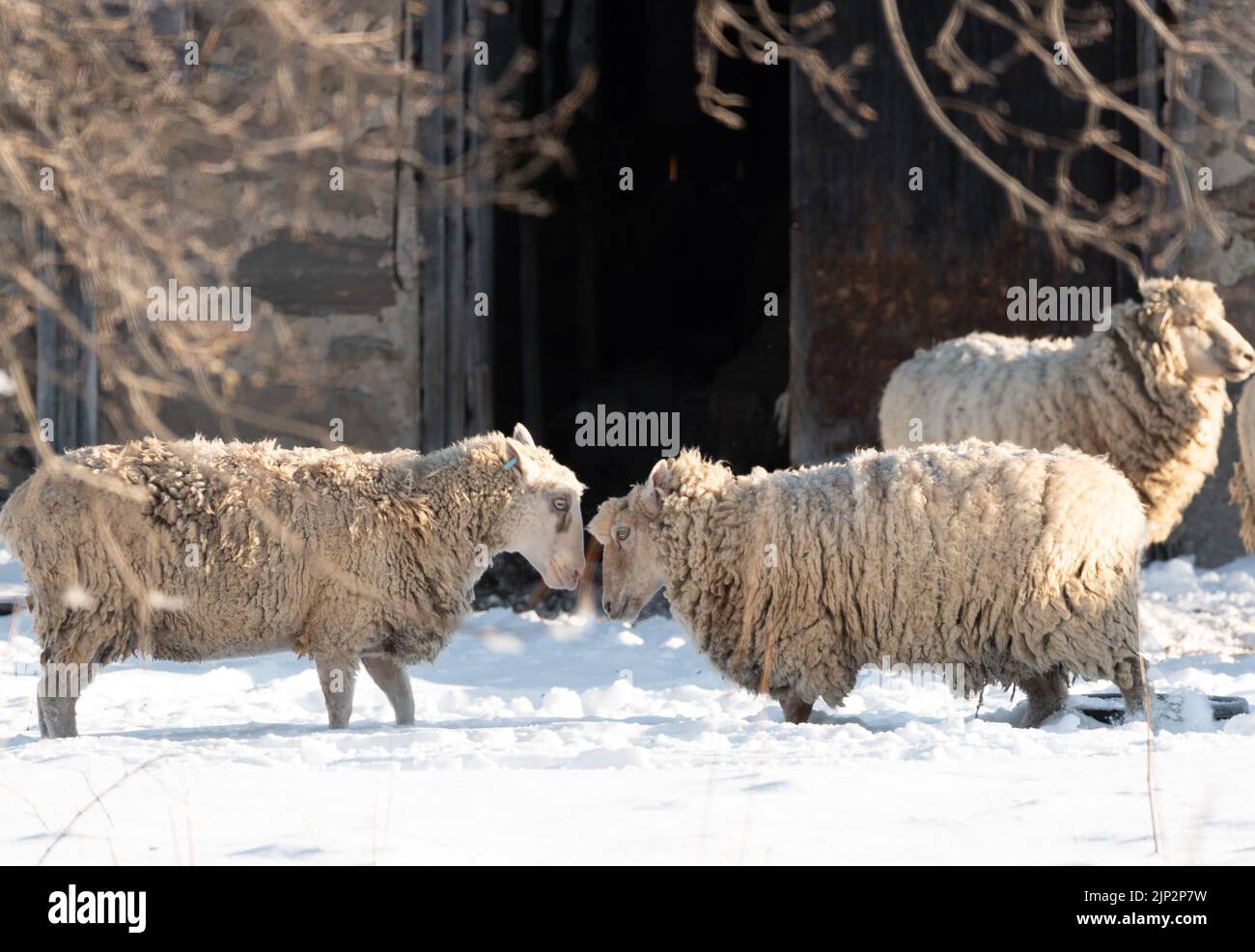 Two sheep facing each other hi-res stock photography and images - Alamy