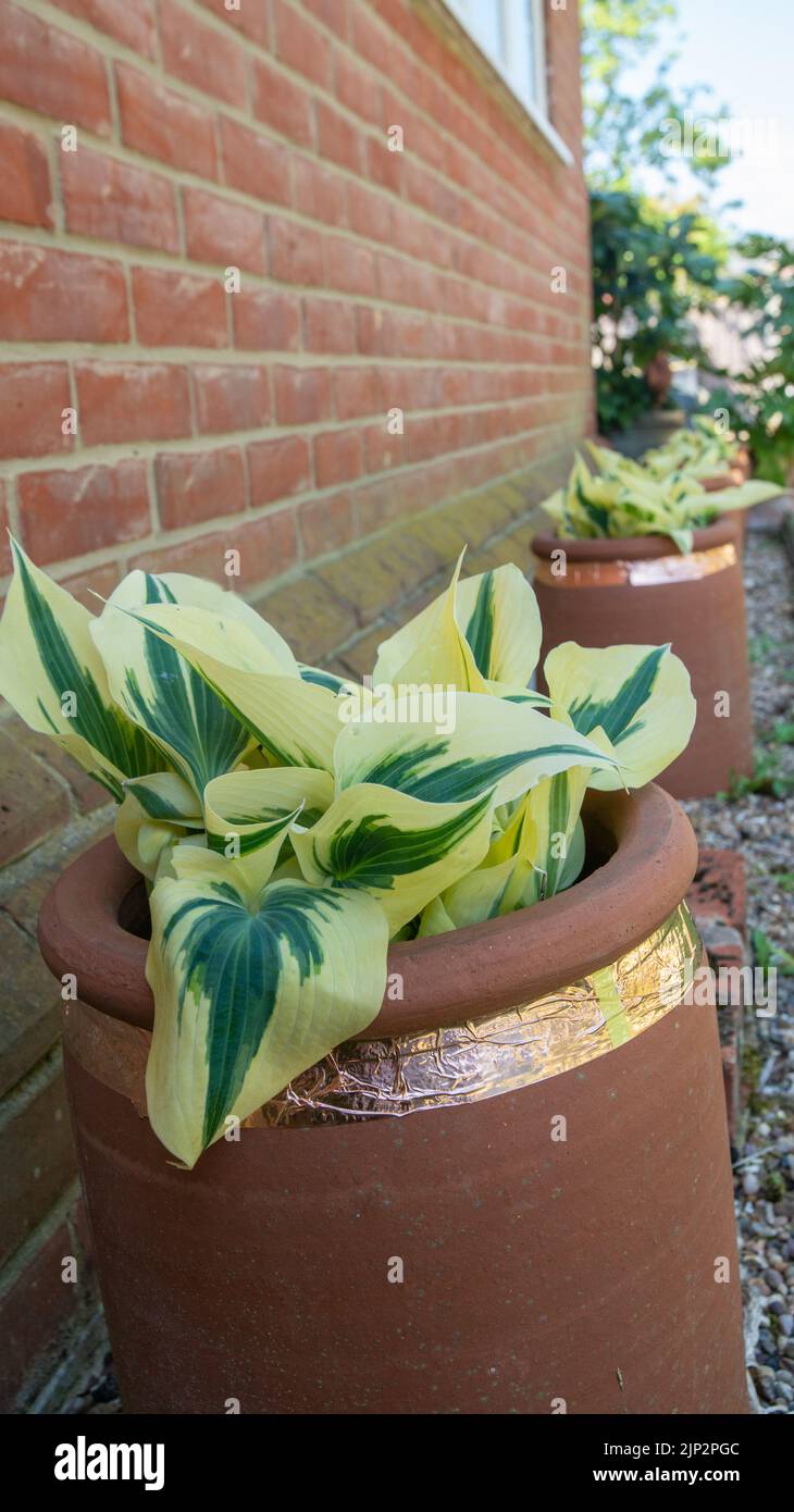 Hosta Plant in a container with copper tape protection against slugs ...