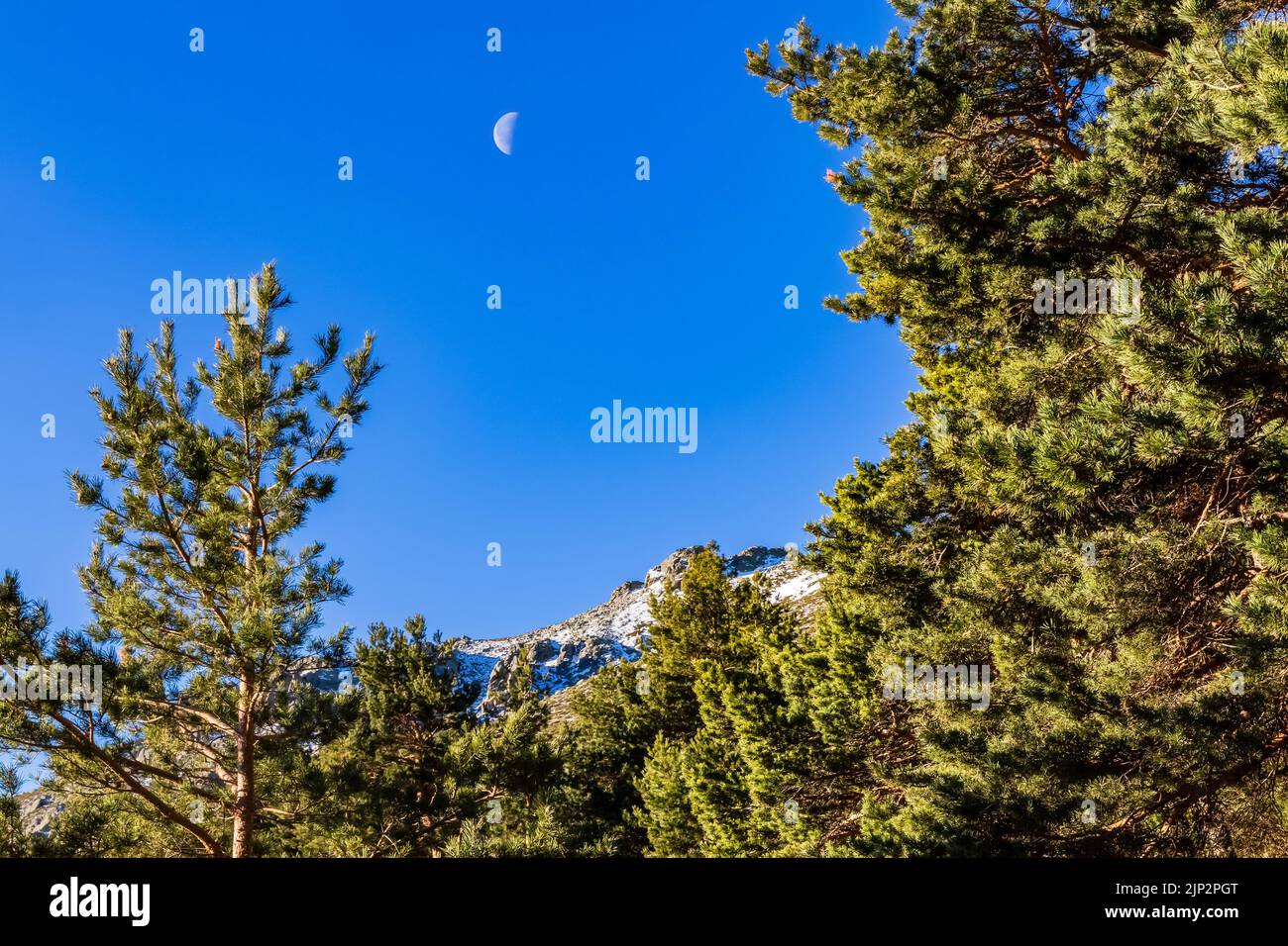 Moon pine tree forest sky hi-res stock photography and images - Alamy