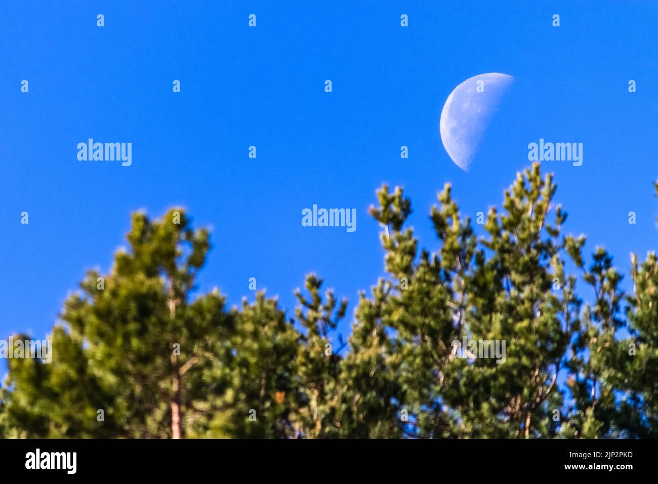 Moon pine tree forest sky hi-res stock photography and images - Alamy