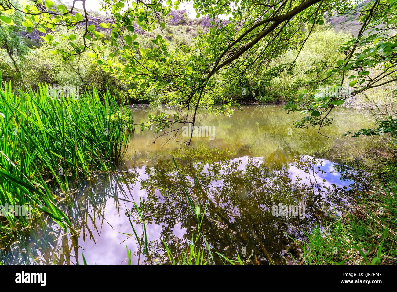 Spring landscape in the forest with small river reflecting the tree ...