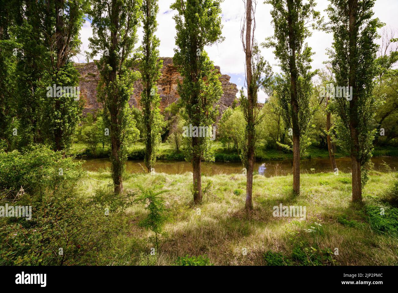 Green spring landscape with tall trees on the meadow, backlit sun and ...