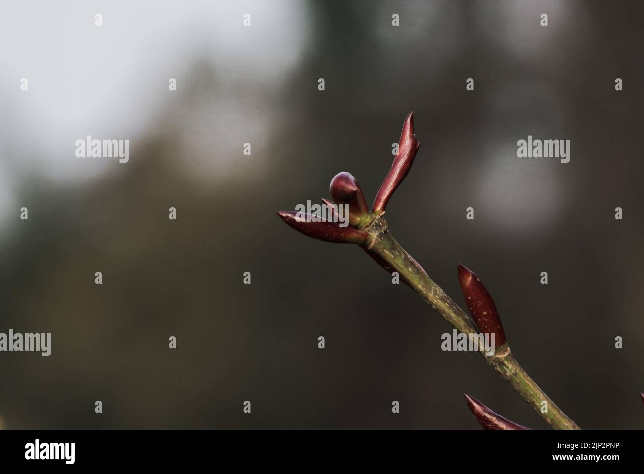 A close-up shot of plant buds on a stem with the blurry background ...