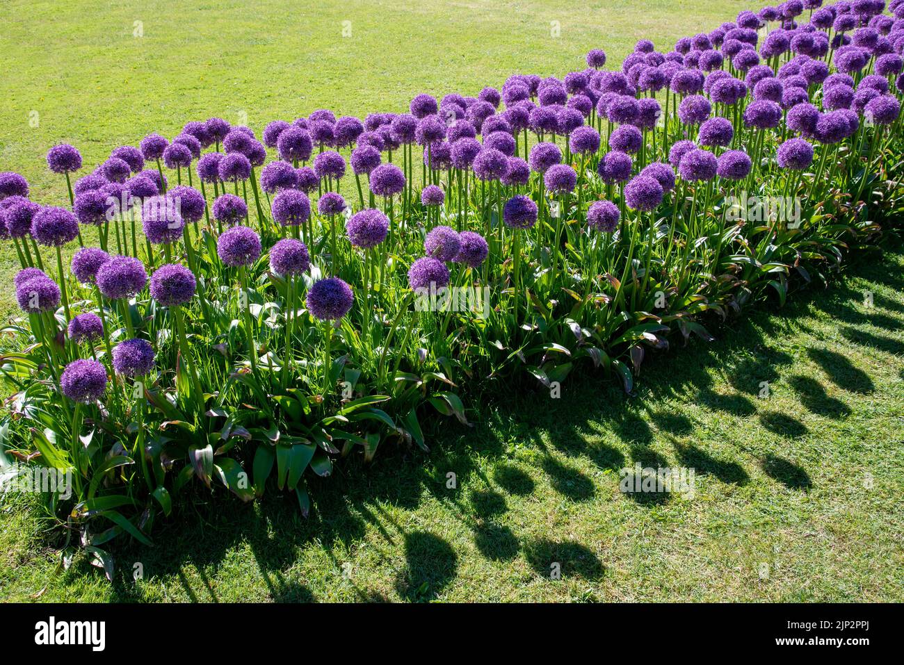 leek, allium, flower bed, leeks, alliums, flower beds Stock Photo - Alamy