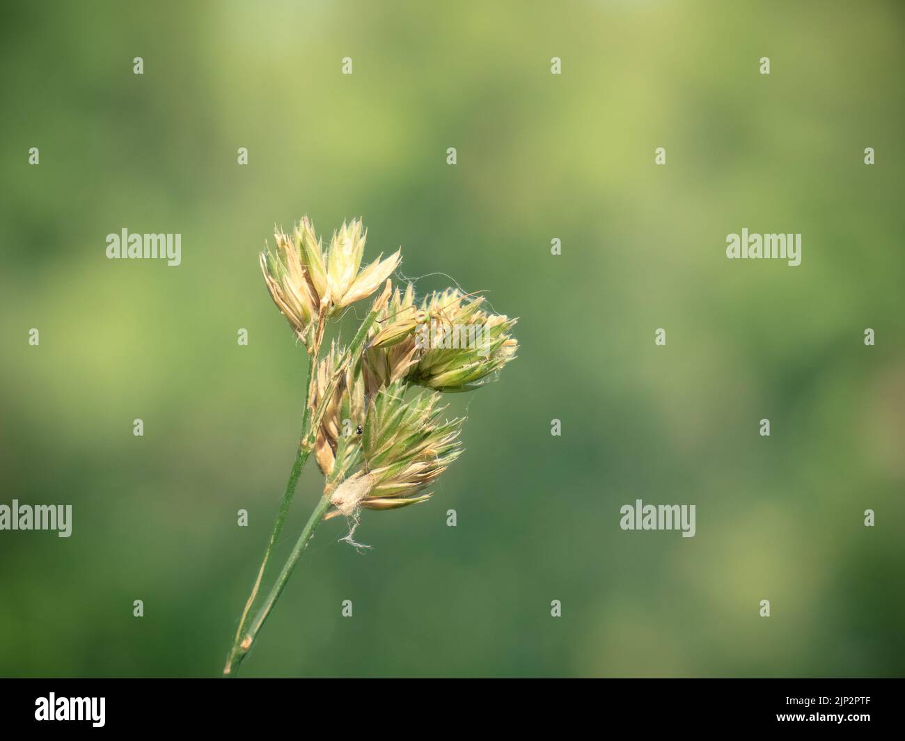 Orchard Grass Seed Head