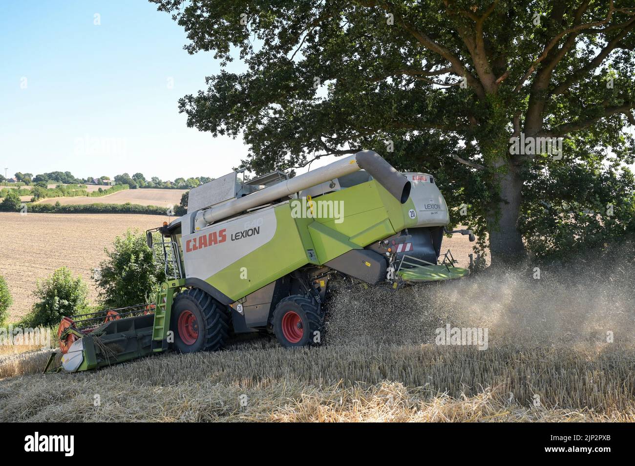 Germany, wheat harvest with Claas combine harvester / DEUTSCHLAND ...