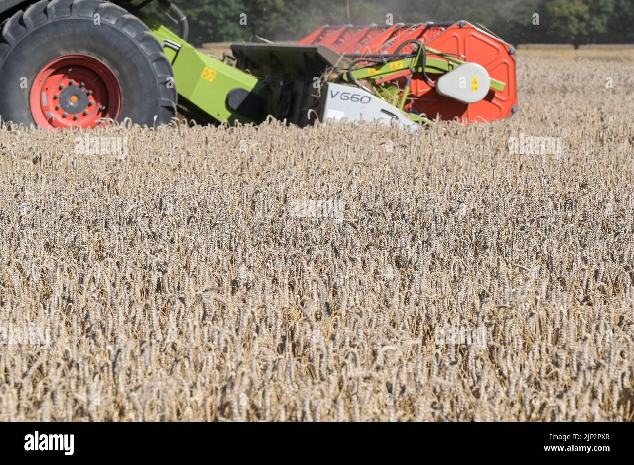 Germany, wheat harvest with Claas combine harvester / DEUTSCHLAND ...