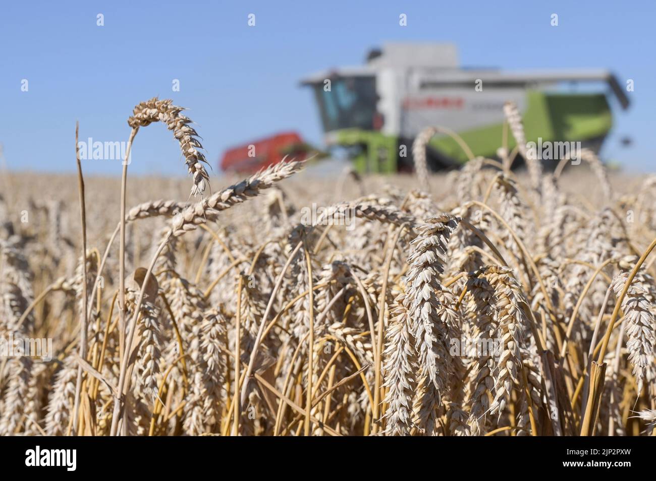 Germany, wheat harvest with Claas combine harvester / DEUTSCHLAND ...