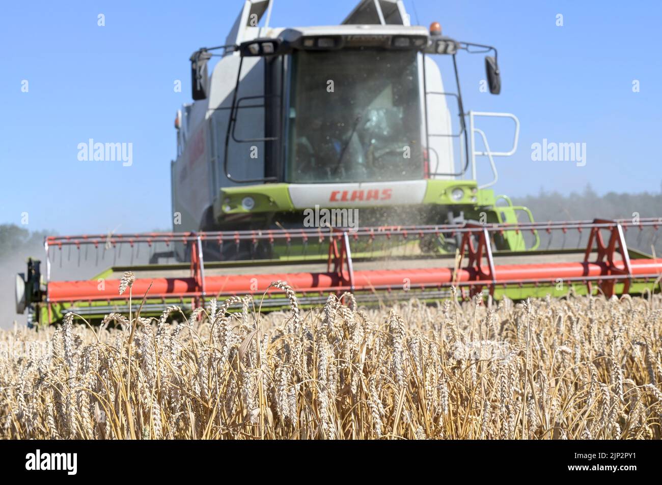 Germany, wheat harvest with Claas combine harvester / DEUTSCHLAND ...