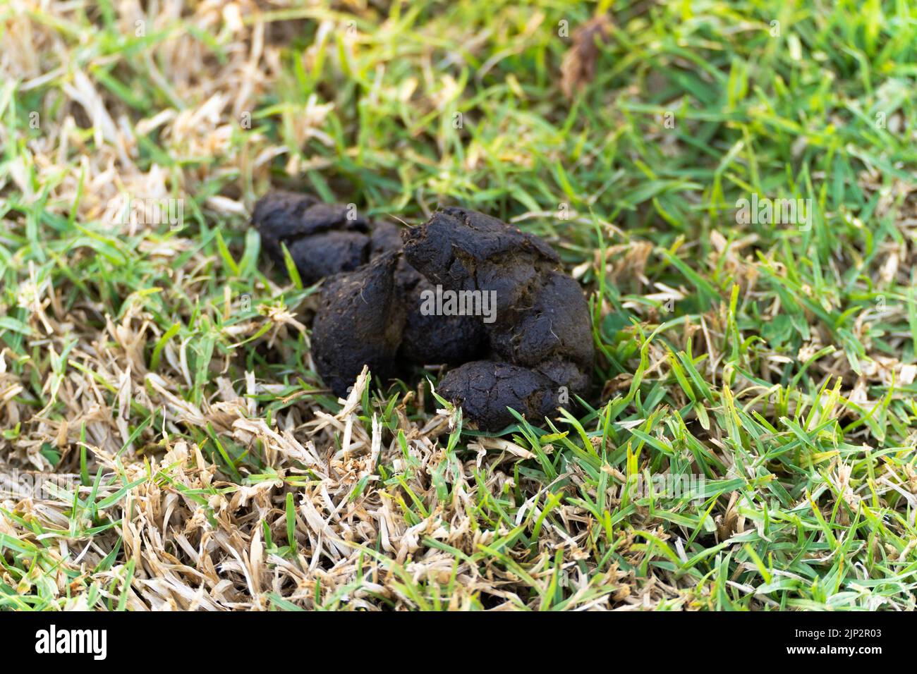 A closeup shot of poop Stock Photo - Alamy