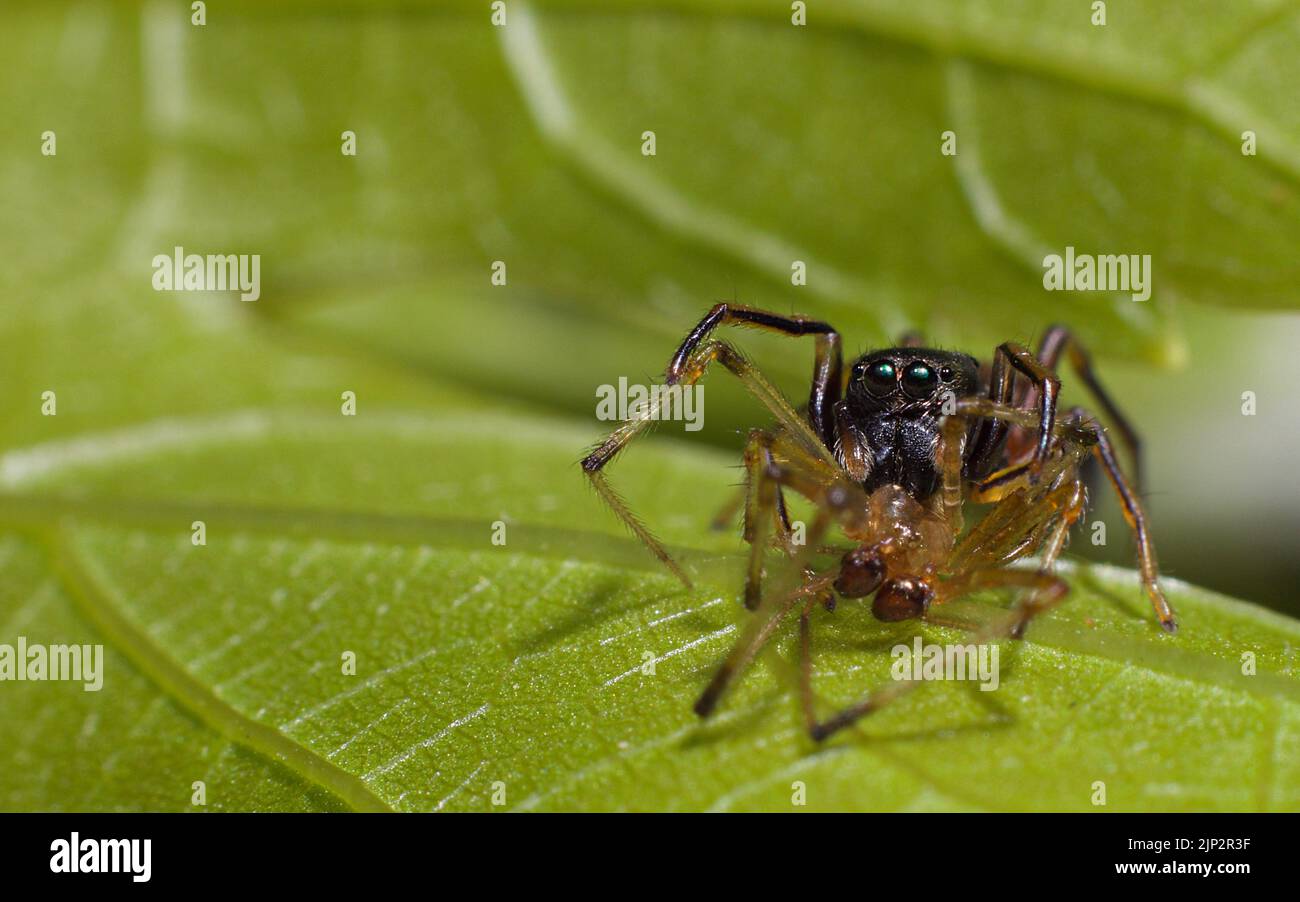 A fighter ant defending himself by killing a much larger spider Stock ...